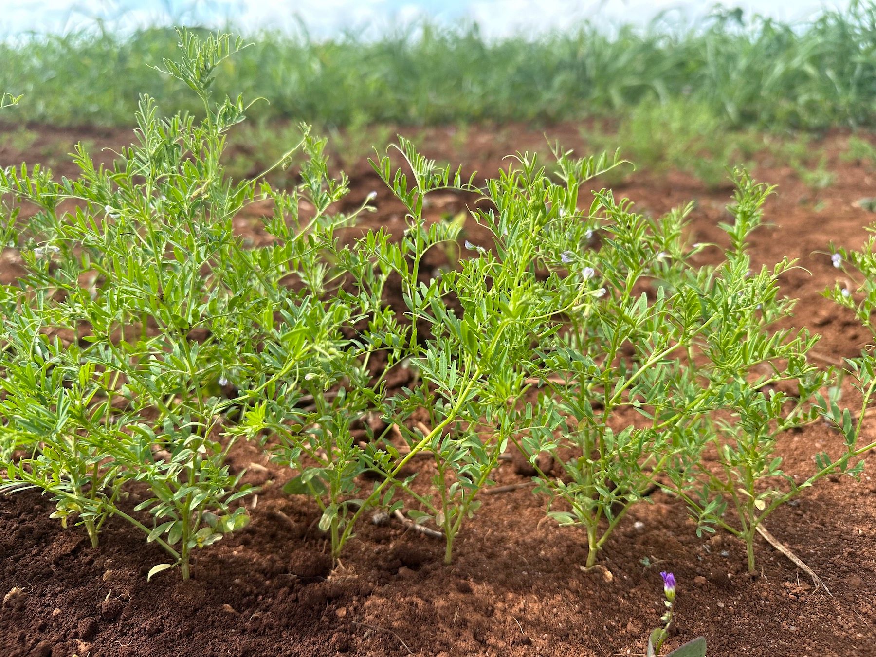 Lentil plant